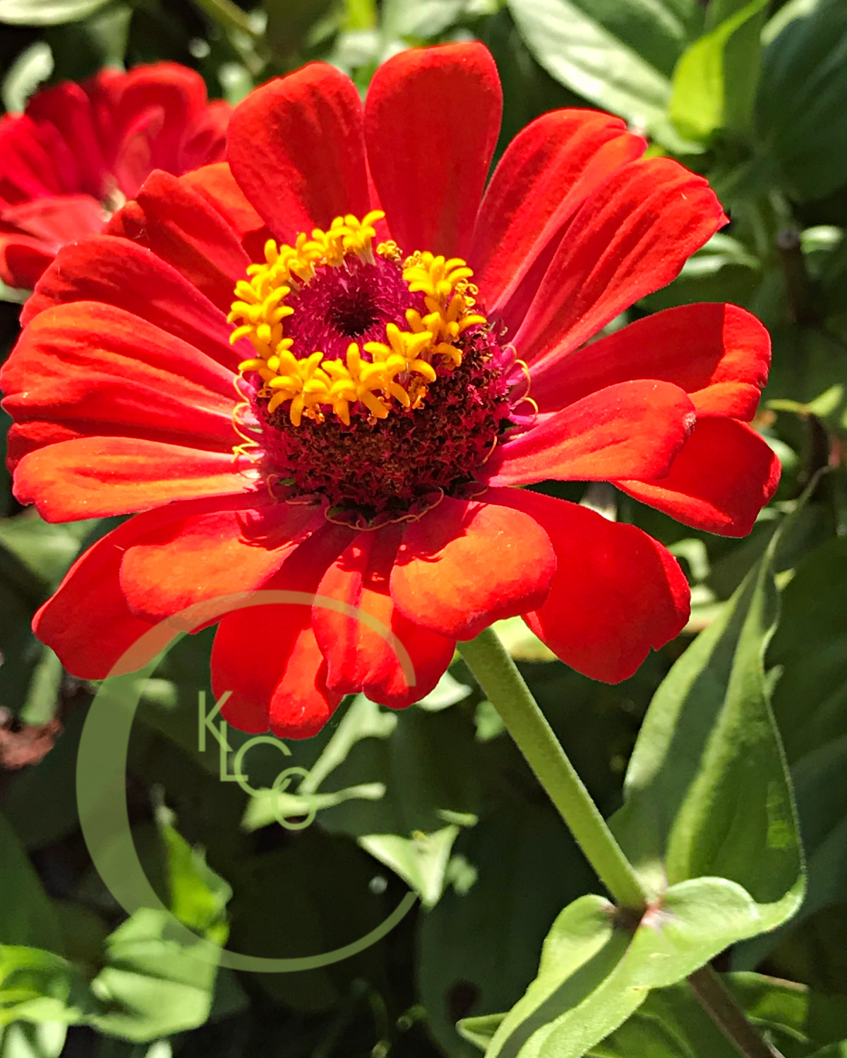 Detailed Close-up of Red Zinnia, 8″x10″ photo – Katy Casillas-Gray